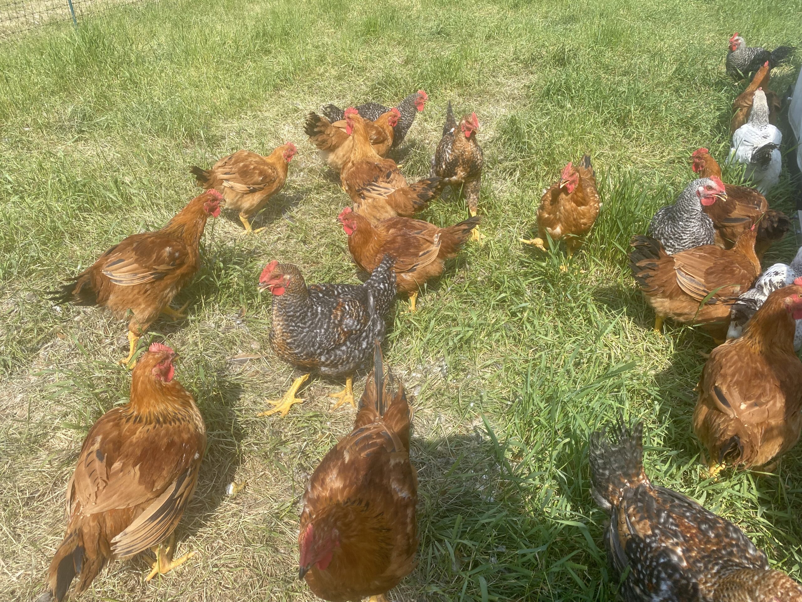 Pasture raised Chicken - Flying Rowan Farm